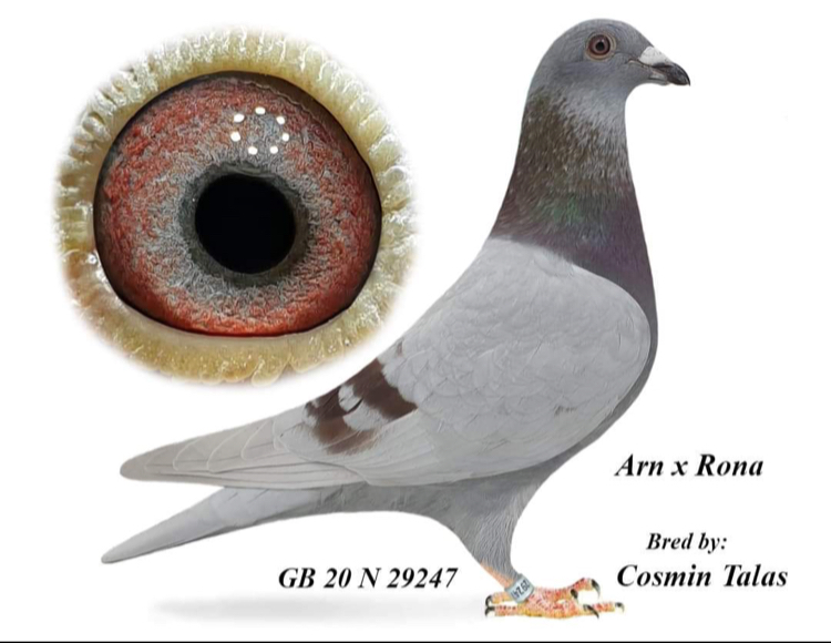 NPH Pigeons.com - Quality racing pigeon auctions