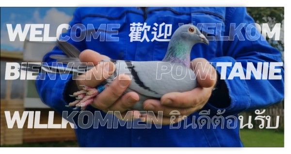 NPH Pigeons.com - Quality racing pigeon auctions