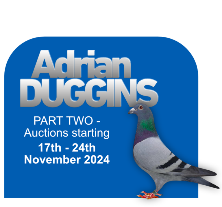 NPH Pigeons.com - Quality racing pigeon auctions