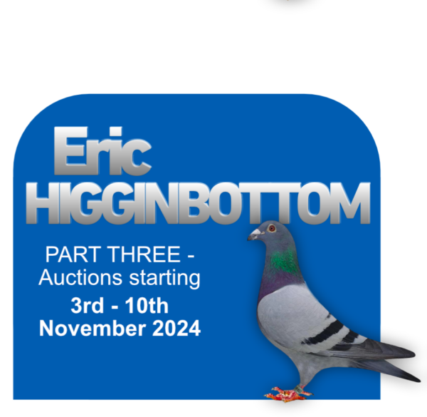 NPH Pigeons.com - Quality racing pigeon auctions