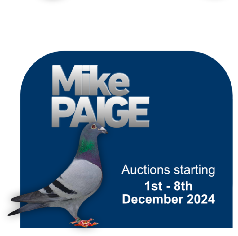 NPH Pigeons.com - Quality racing pigeon auctions