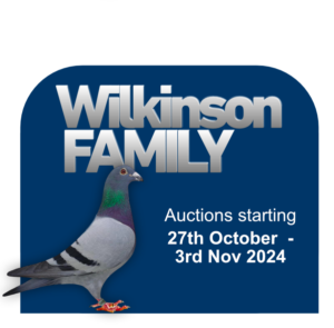 NPH Pigeons.com - Quality racing pigeon auctions