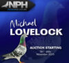 NPH Pigeons.com - Quality racing pigeon auctions