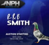 NPH Pigeons.com - Quality racing pigeon auctions