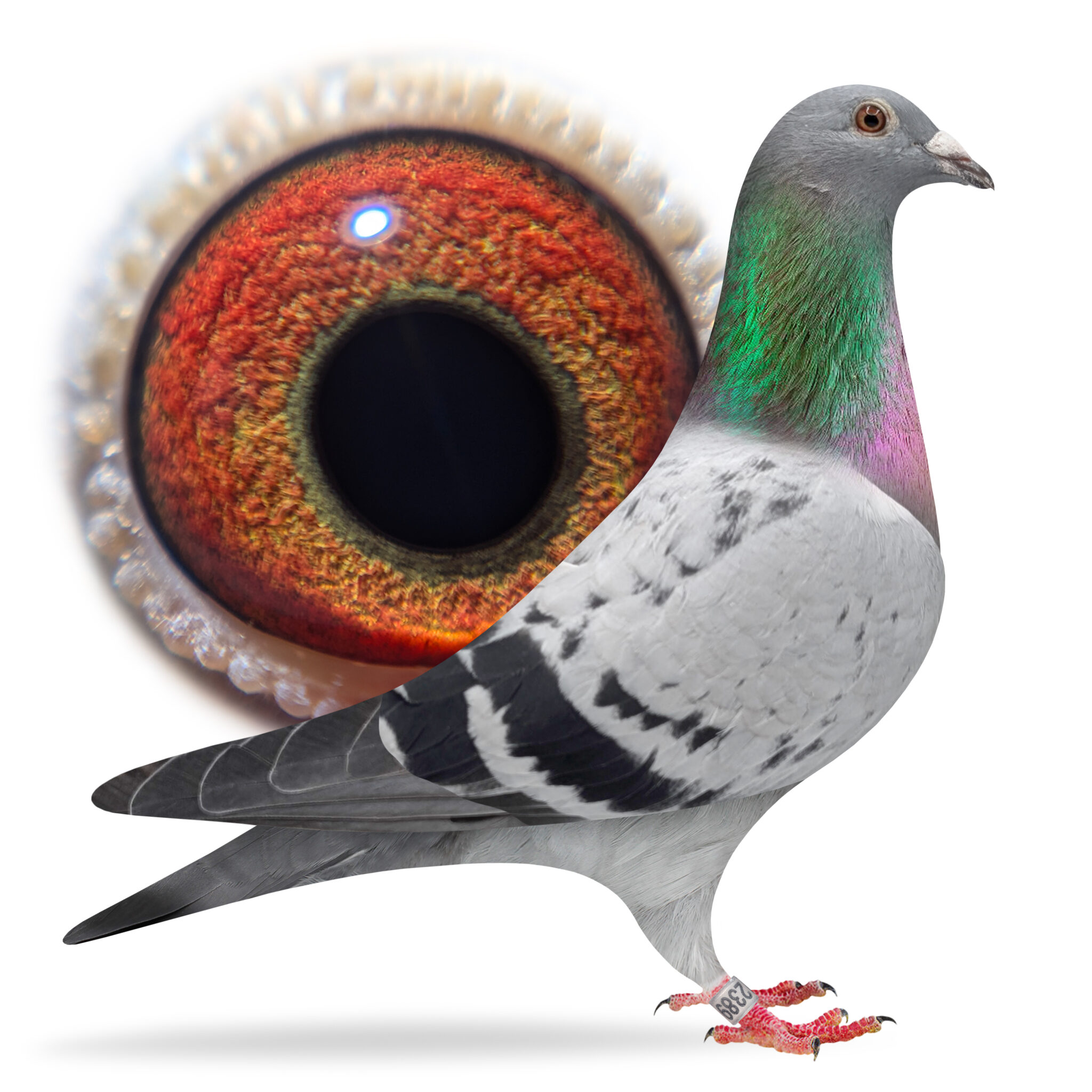Lot 1.03, GB 12389 Lt Ch Hen, Beautiful Young Hen from "No40" 1st Club ...