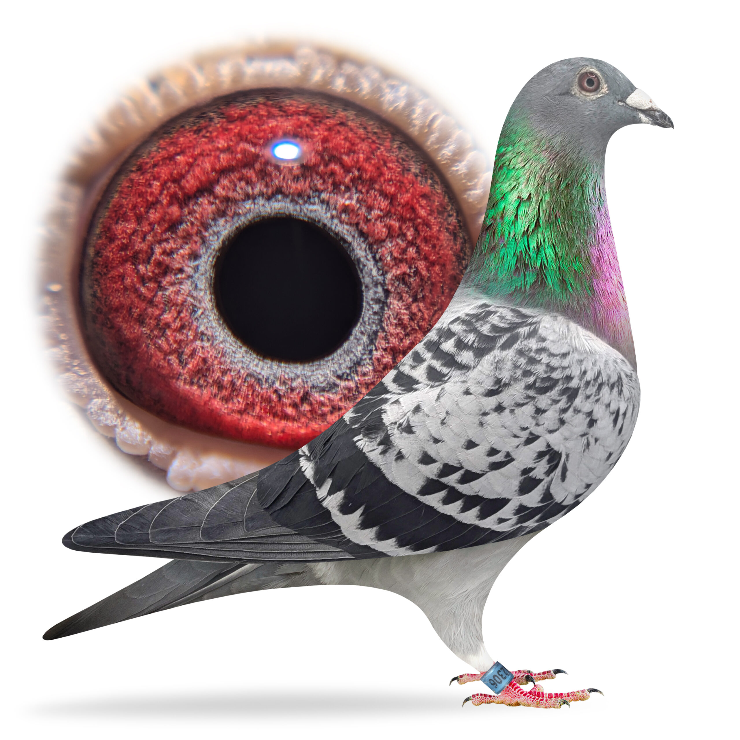 LOT 1.13 GB 21 B 42306 Cheq Hen Full Sister to 08, 06, 05 three ...