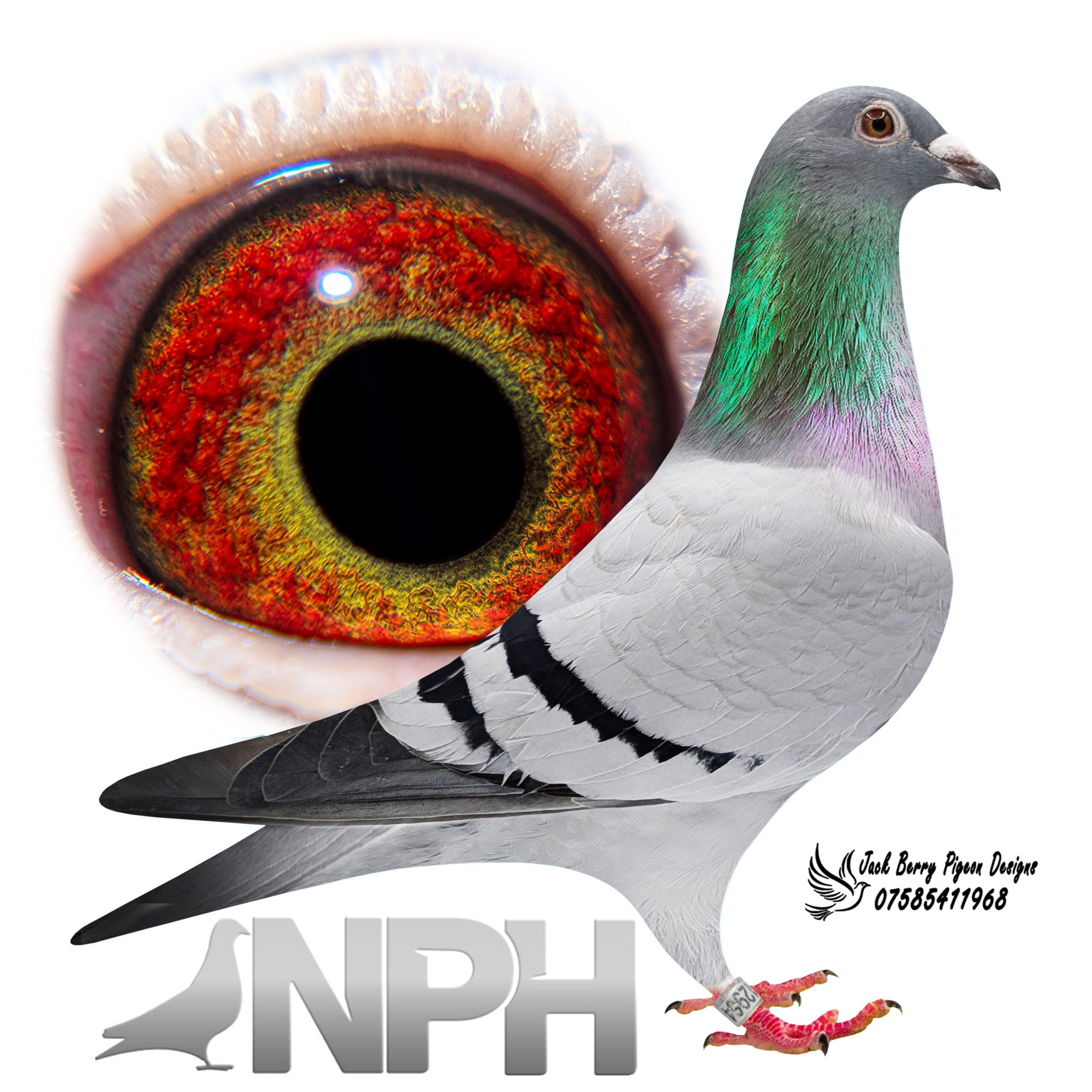 LOT 1.12 GB 25 N 12964 Blue Hen Class young hen being direct from “Mr ...