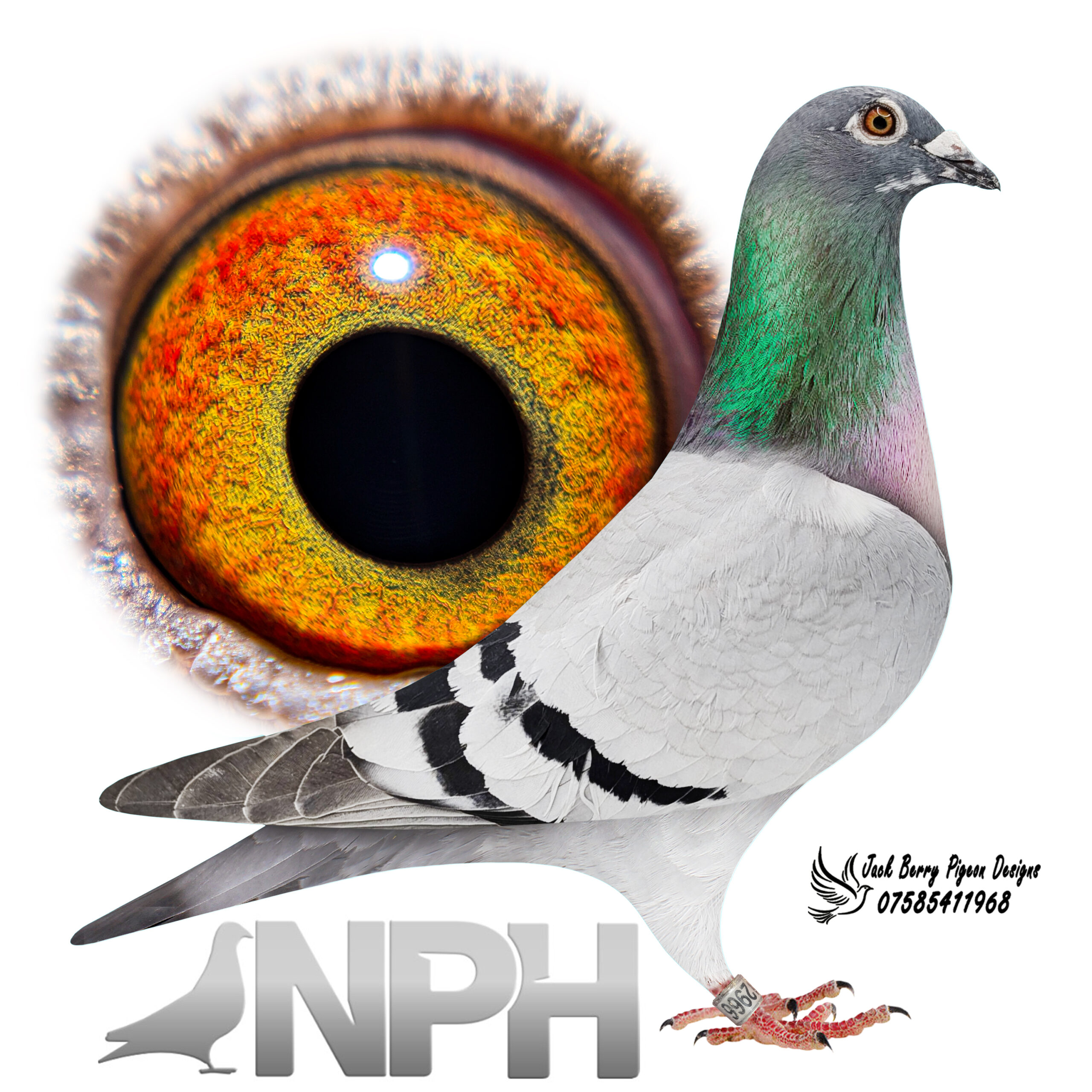 LOT 1.07, GB 25 N 12968 Blue Hen, Eijerkamp, A very promising young hen ...