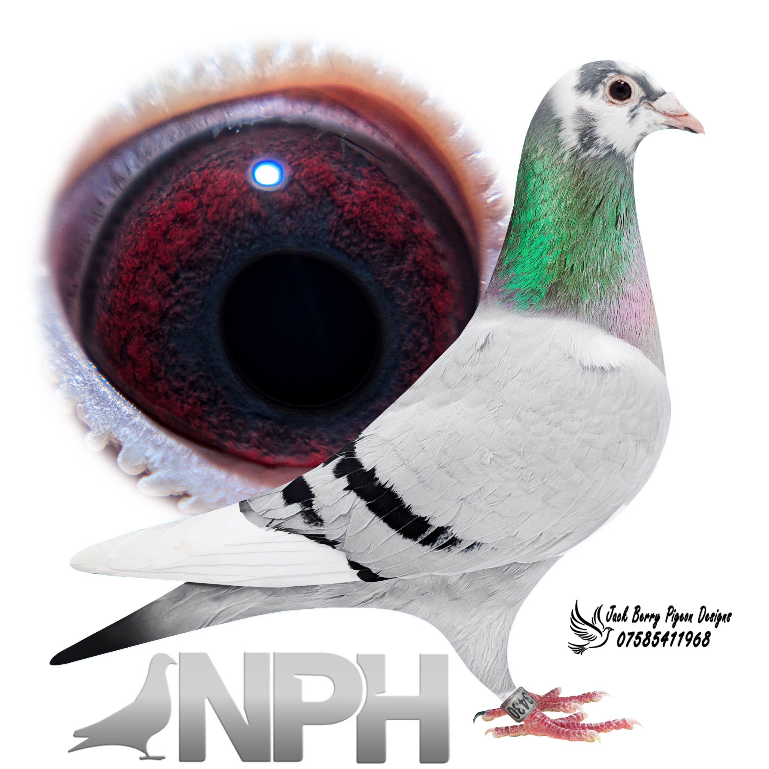 LOT 1.08, GB 25 C 13430 Blue Pied Hen, a beautiful young Hen this is ...