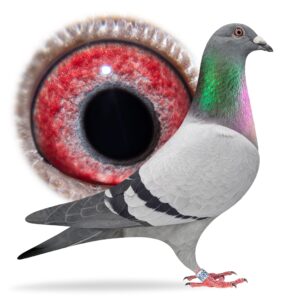 Auctions - NPH PIGEONS