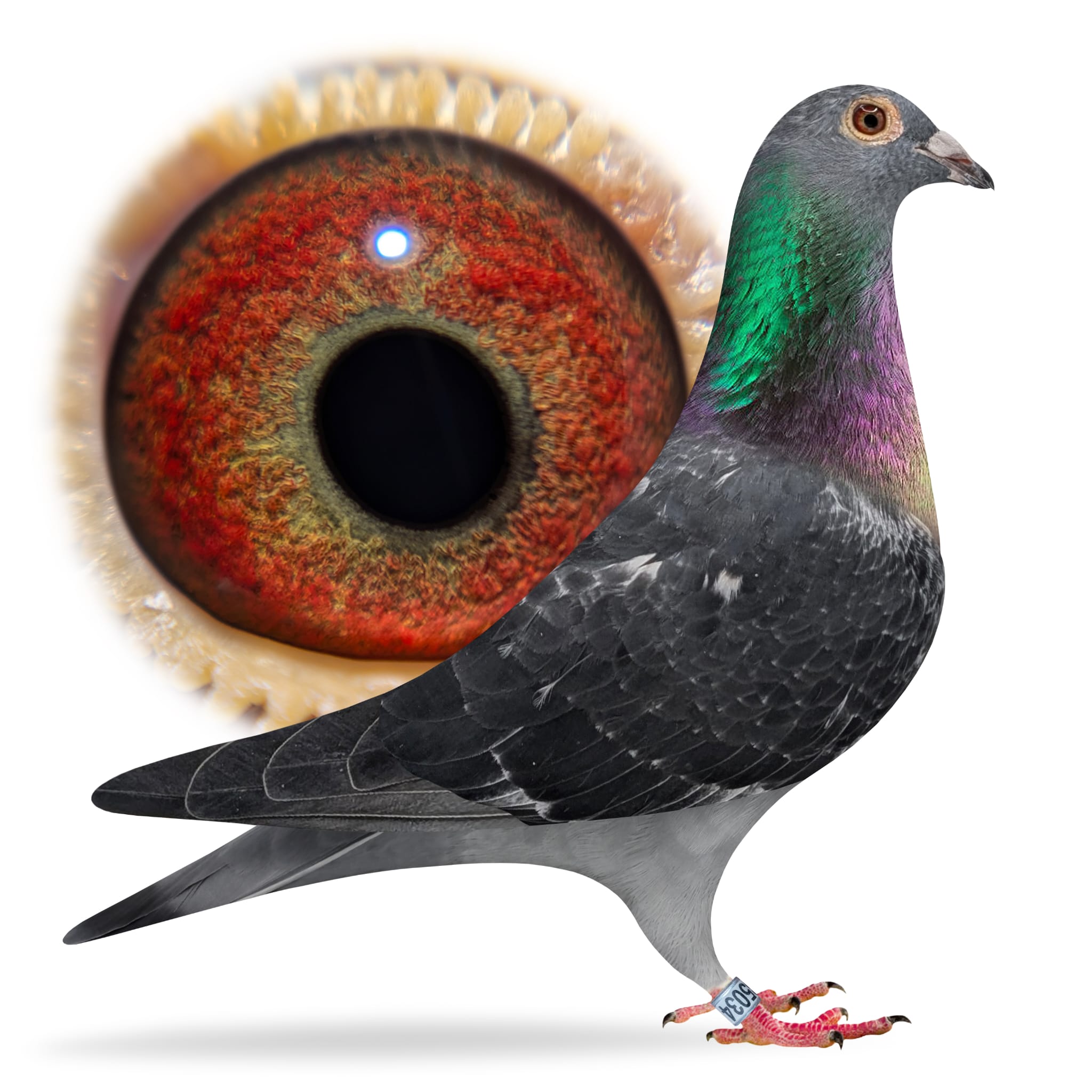 Auctions - NPH PIGEONS