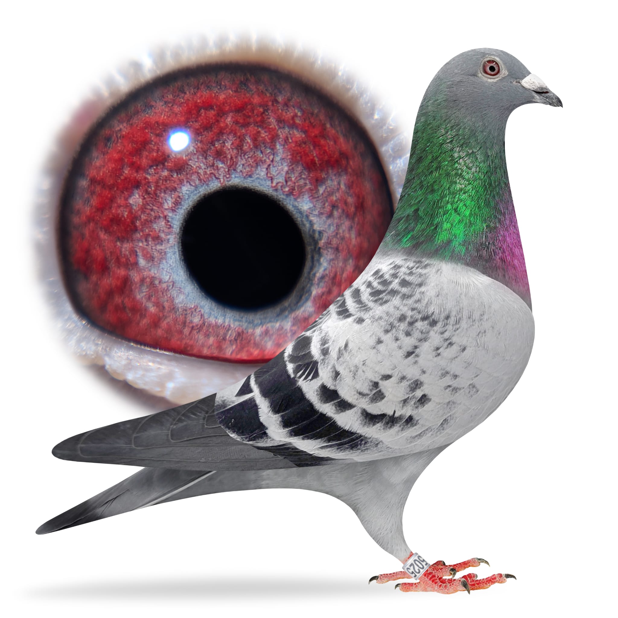 Auctions - NPH PIGEONS